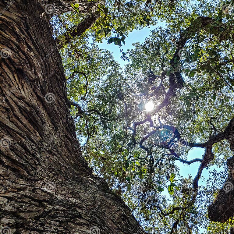 Looking Up into a Tree Canopy Stock Photo - Image of trunk, plant ...