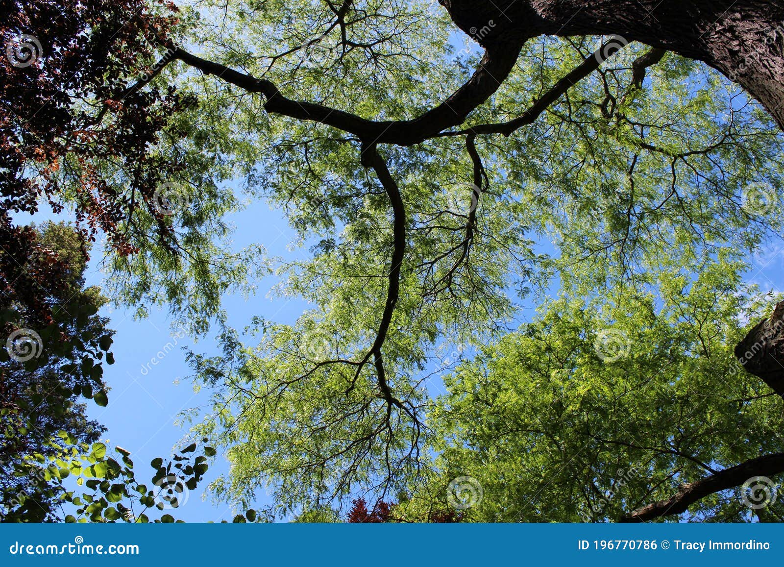 Looking Up through a Tree Canopy To the Blue Sky Stock Photo - Image of ...