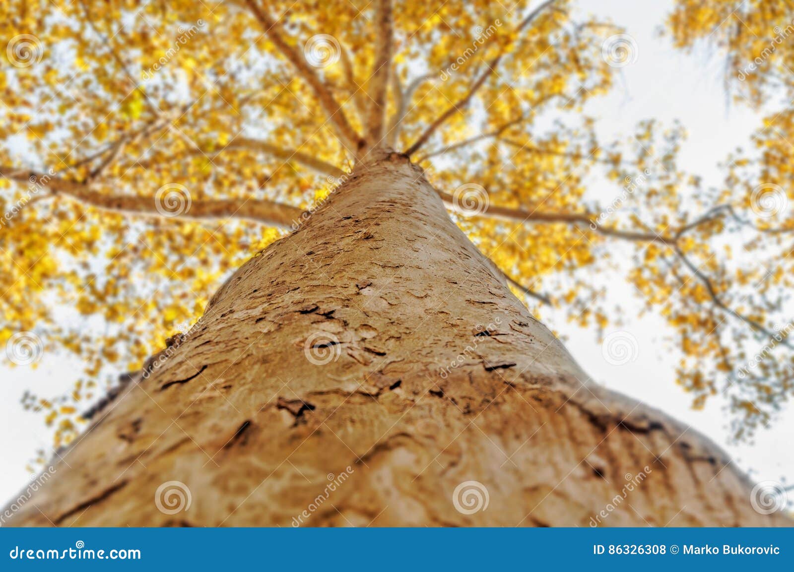 Looking Up in a Tree Forest in Autumn Stock Photo - Image of deciduous ...