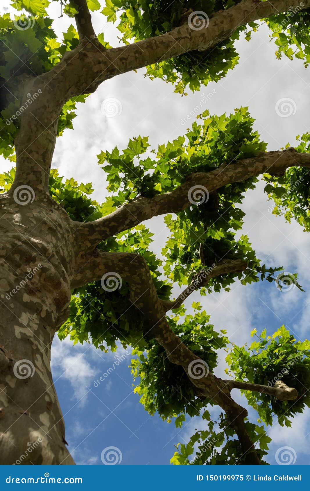Looking up through a tree stock image. Image of france - 150199975