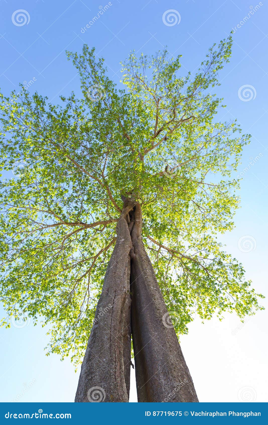 Looking up a tree stock image. Image of cloud, trunk - 87719675