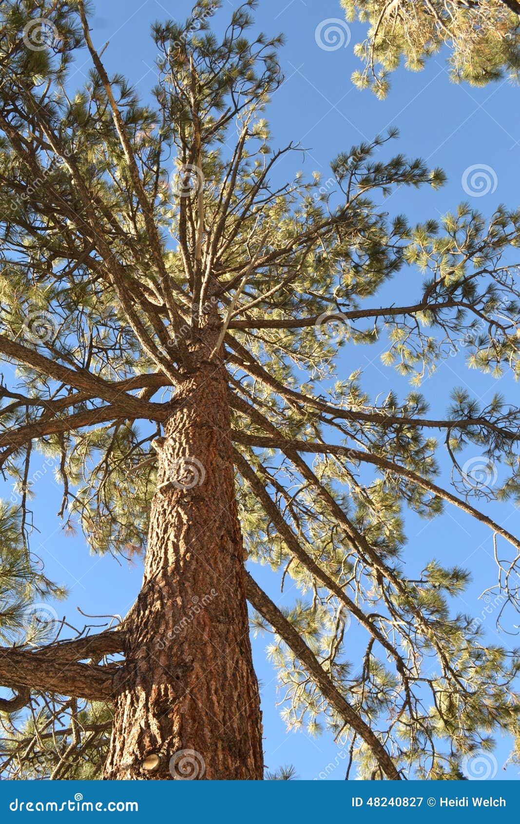 Looking up into a tree stock image. Image of background - 48240827