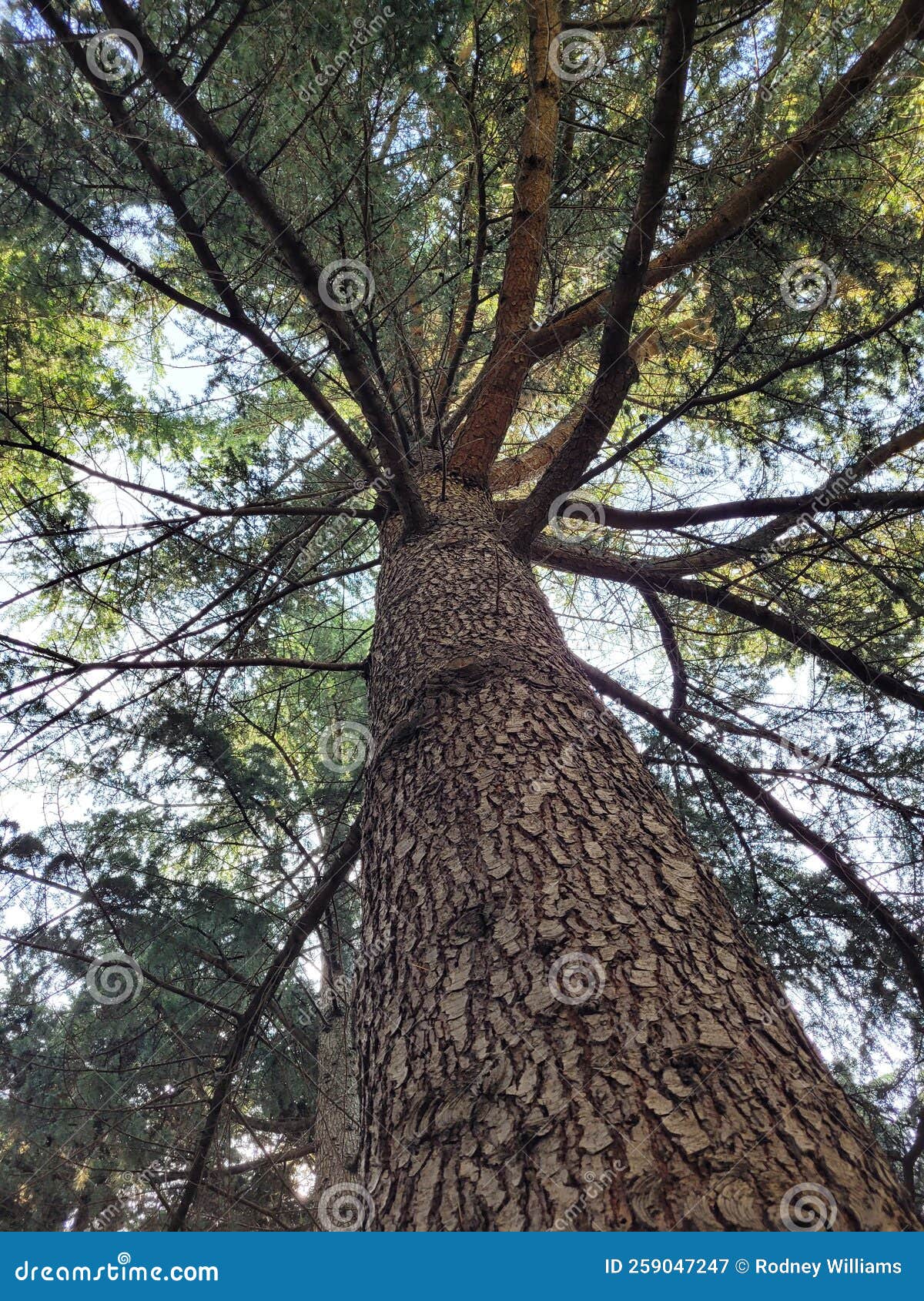 Looking up the tree side stock image. Image of leaf - 259047247