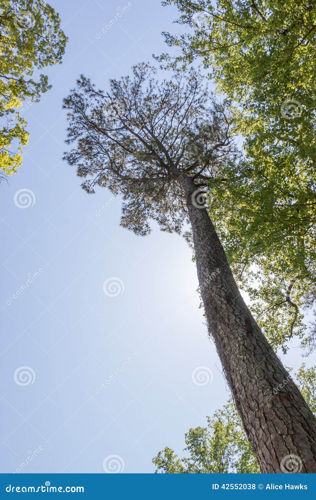 Looking Up a Tree stock photo. Image of bark, portrait - 42552038