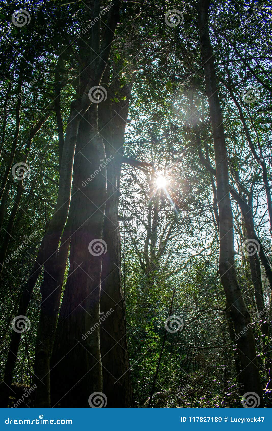Looking Up into the Tree Tops Stock Image - Image of looking, tops ...