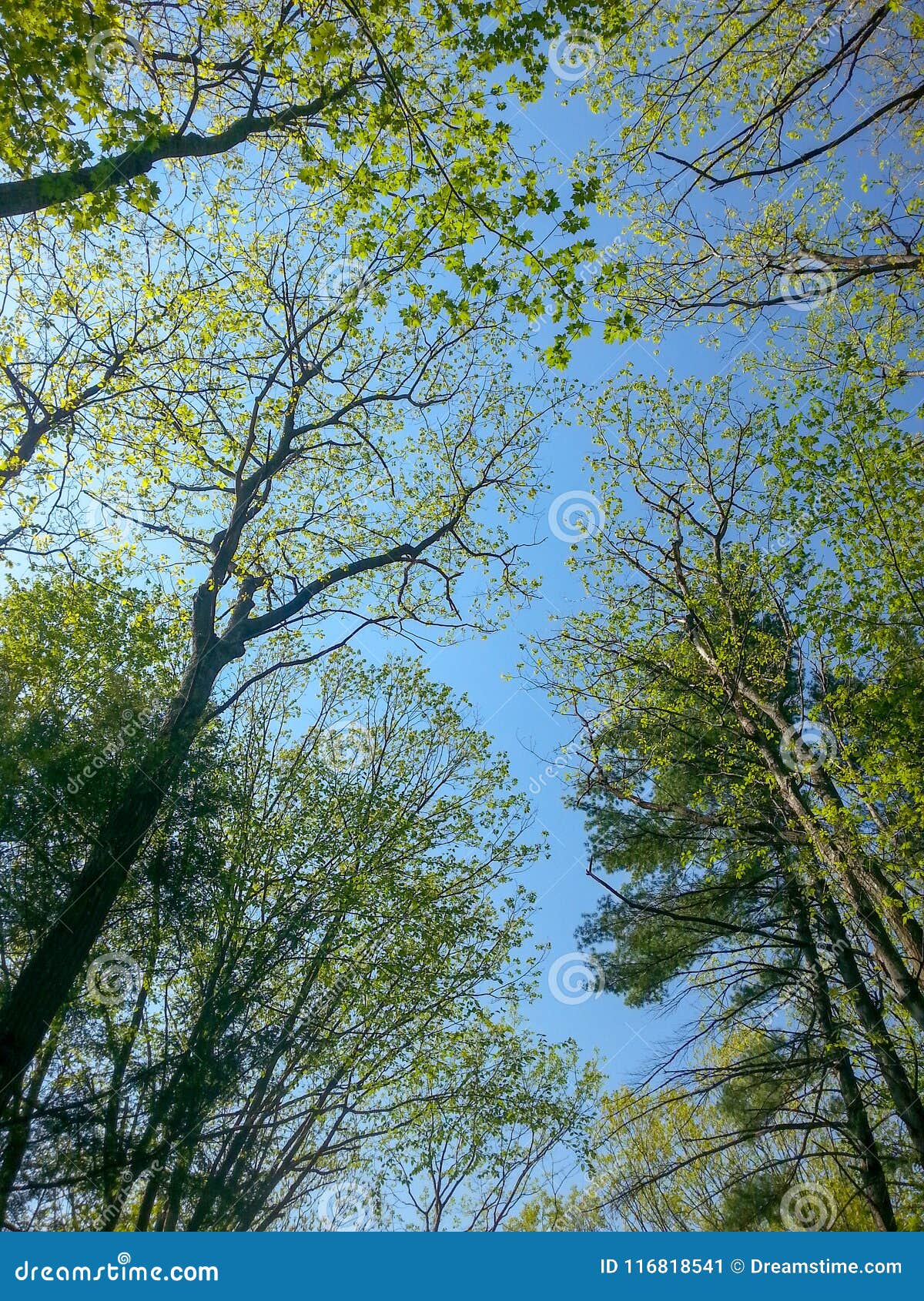 Looking Up at Tree Tops and the Sky Stock Image - Image of perspective ...