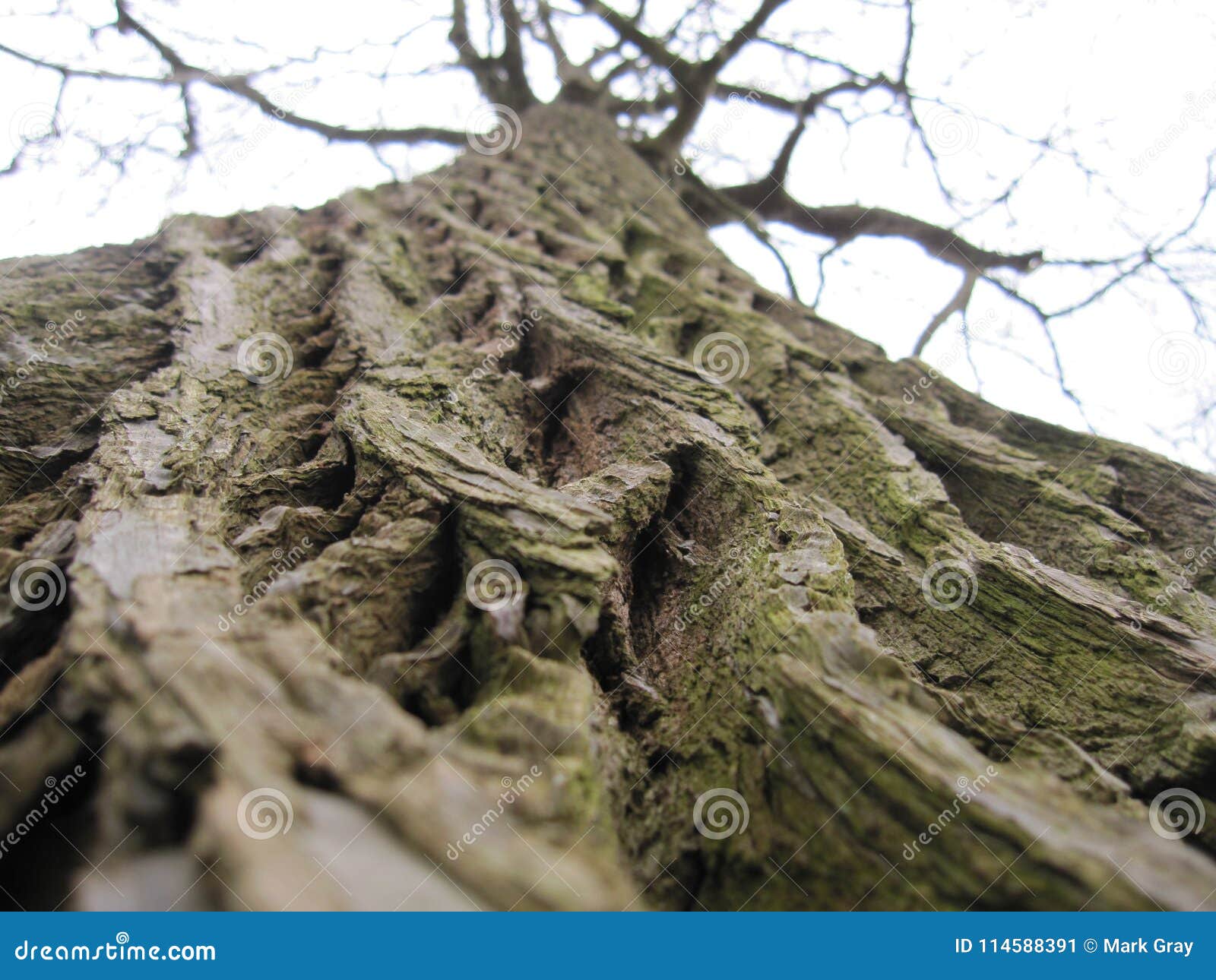 Looking Up stock image. Image of tree, wood, branches - 114588391