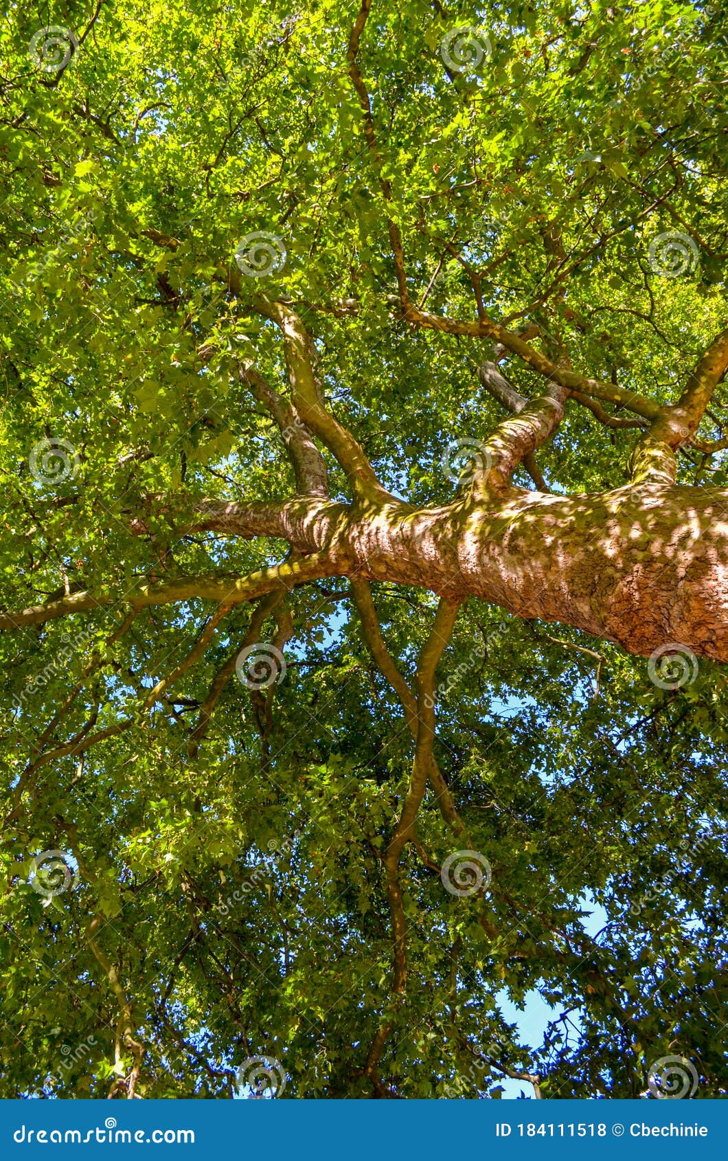 Looking Up at a Tree Trunk in the Crown Stock Photo - Image of leaves ...
