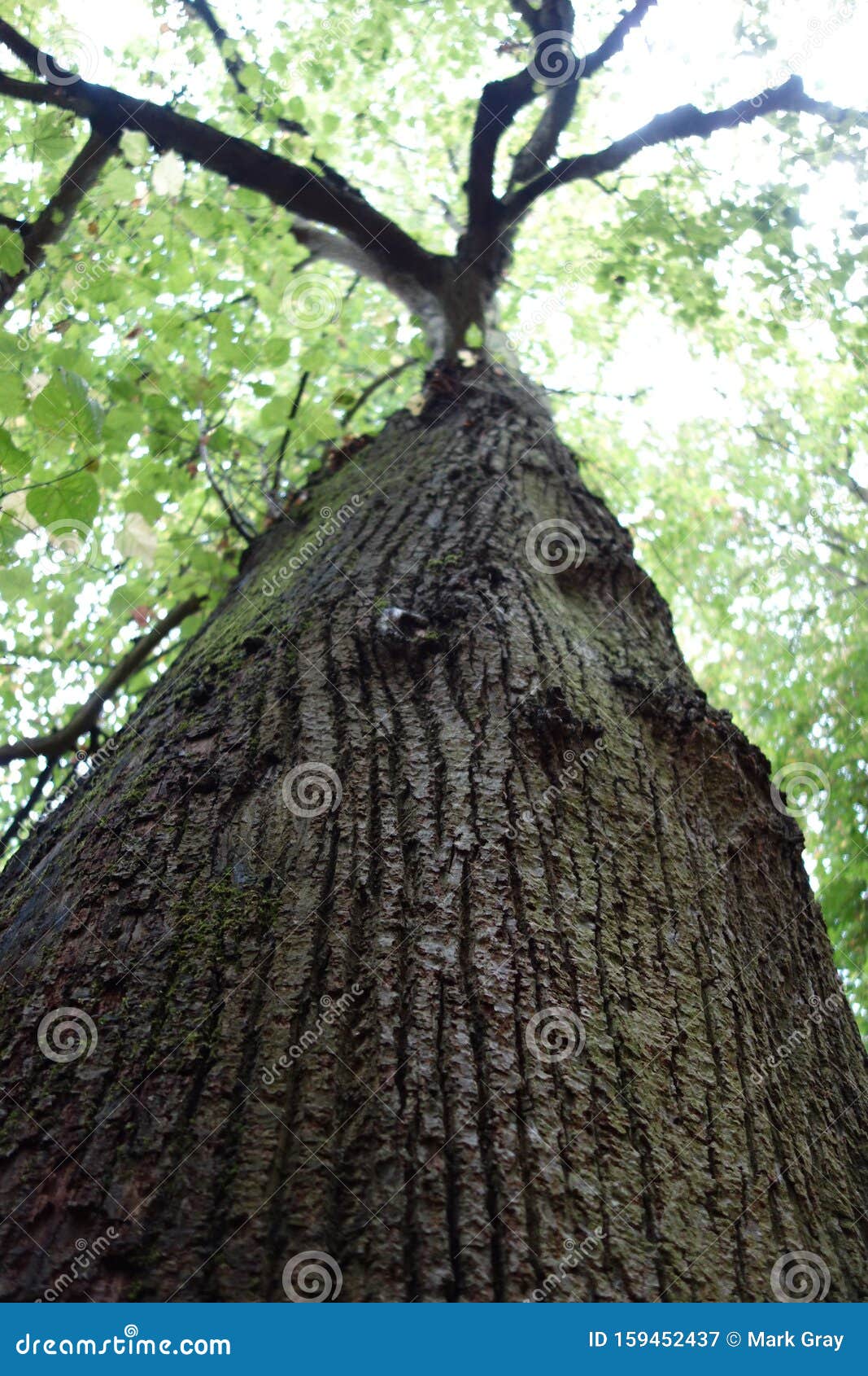 Looking Up a Tree Trunk stock image. Image of looking - 159452437