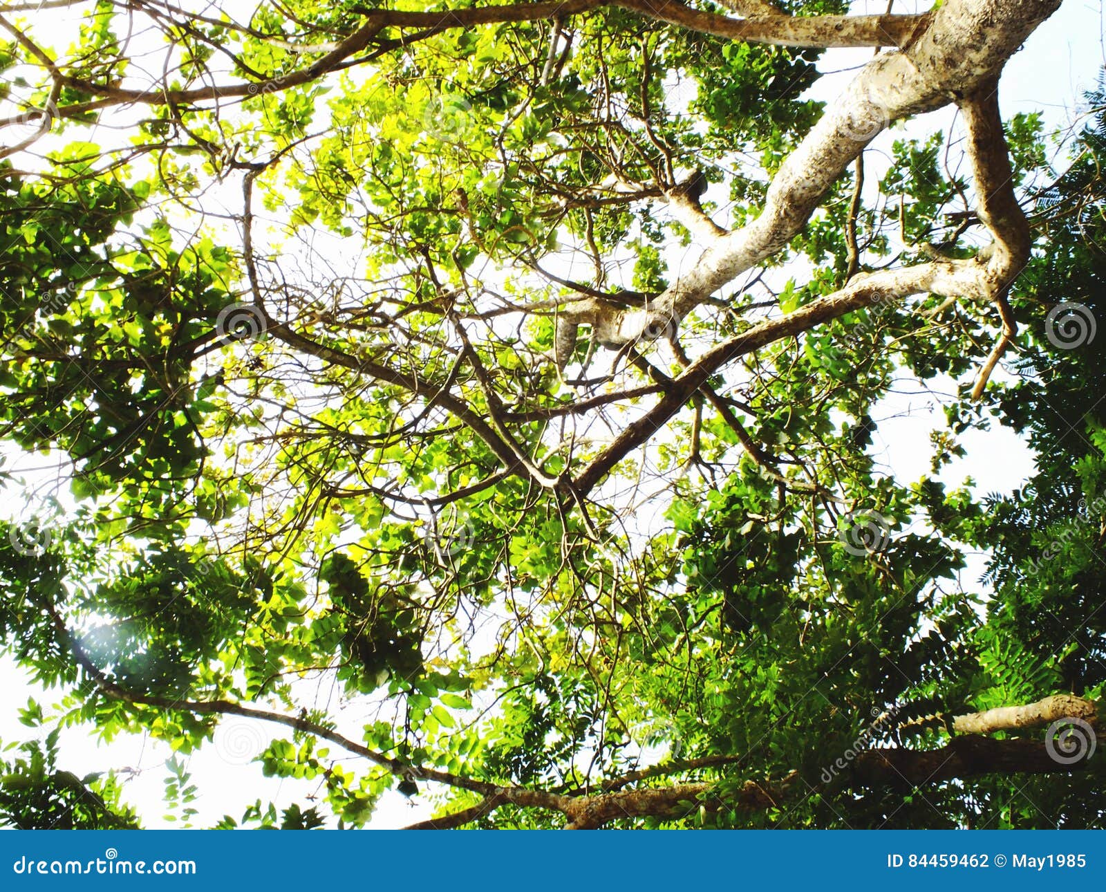 Looking Up a Tree Trunk Towards the Canopy Stock Photo - Image of ...