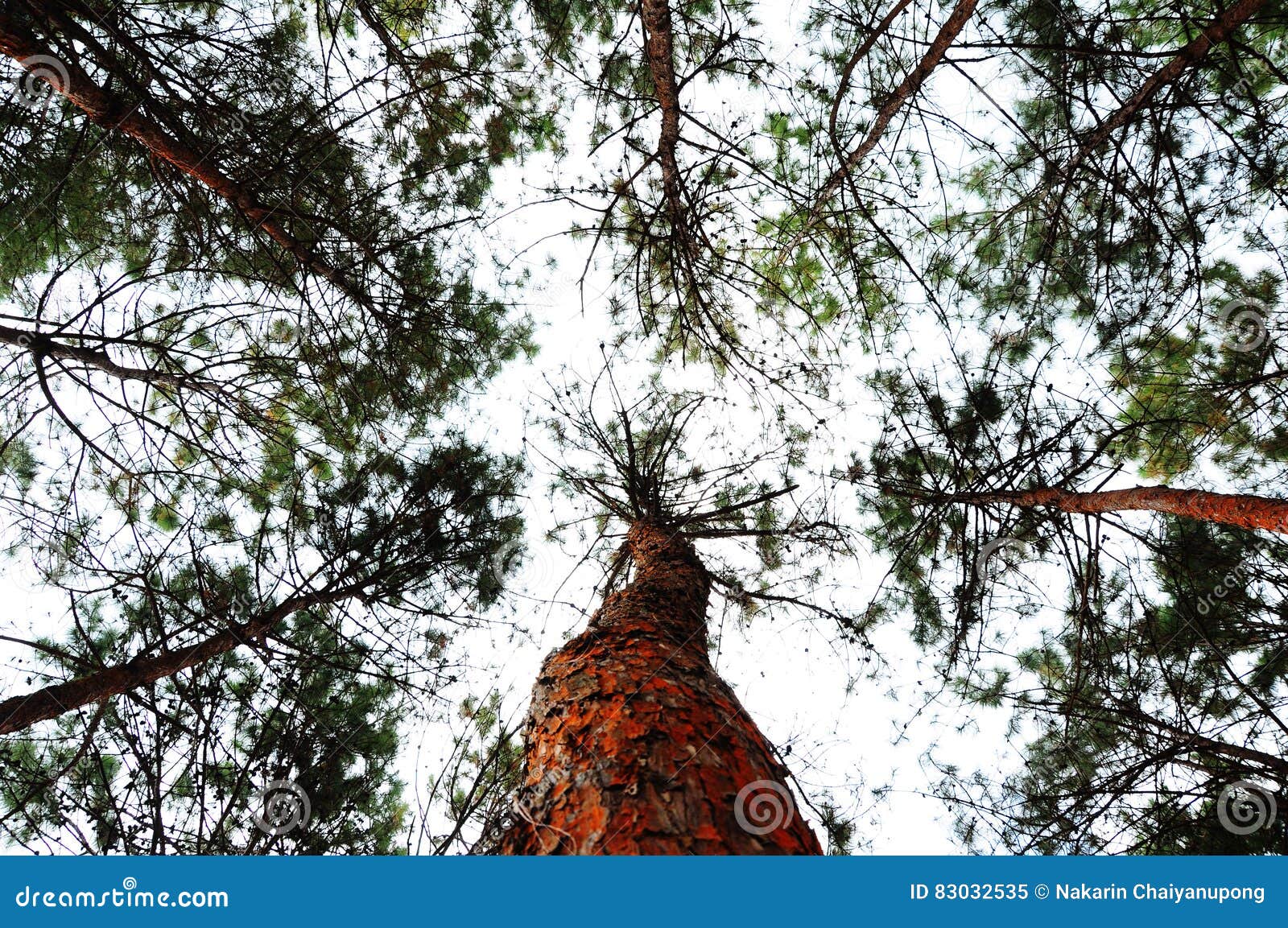 Looking up Tree under sky stock image. Image of looking - 83032535