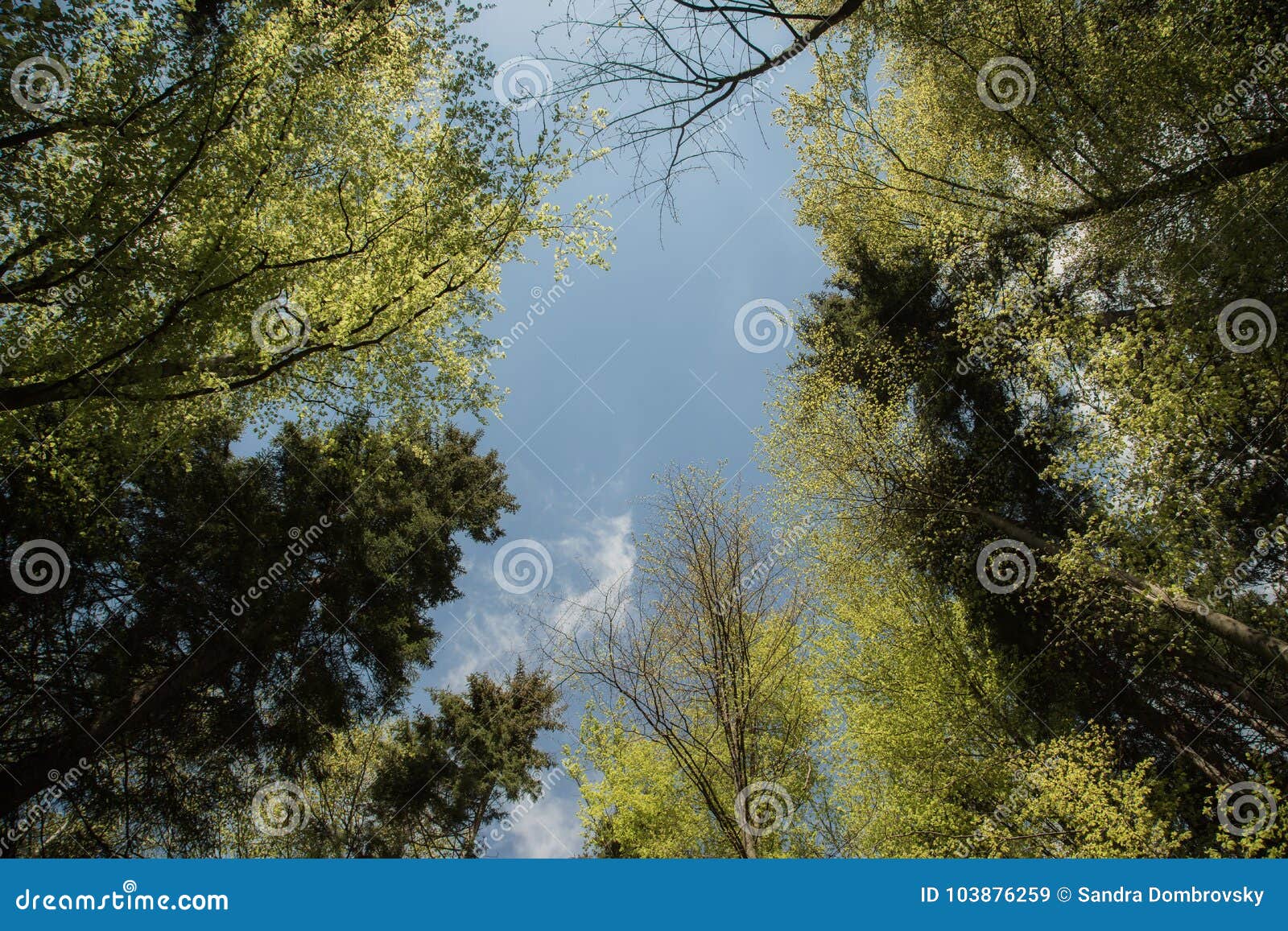 Looking up into the trees stock image. Image of park - 103876259