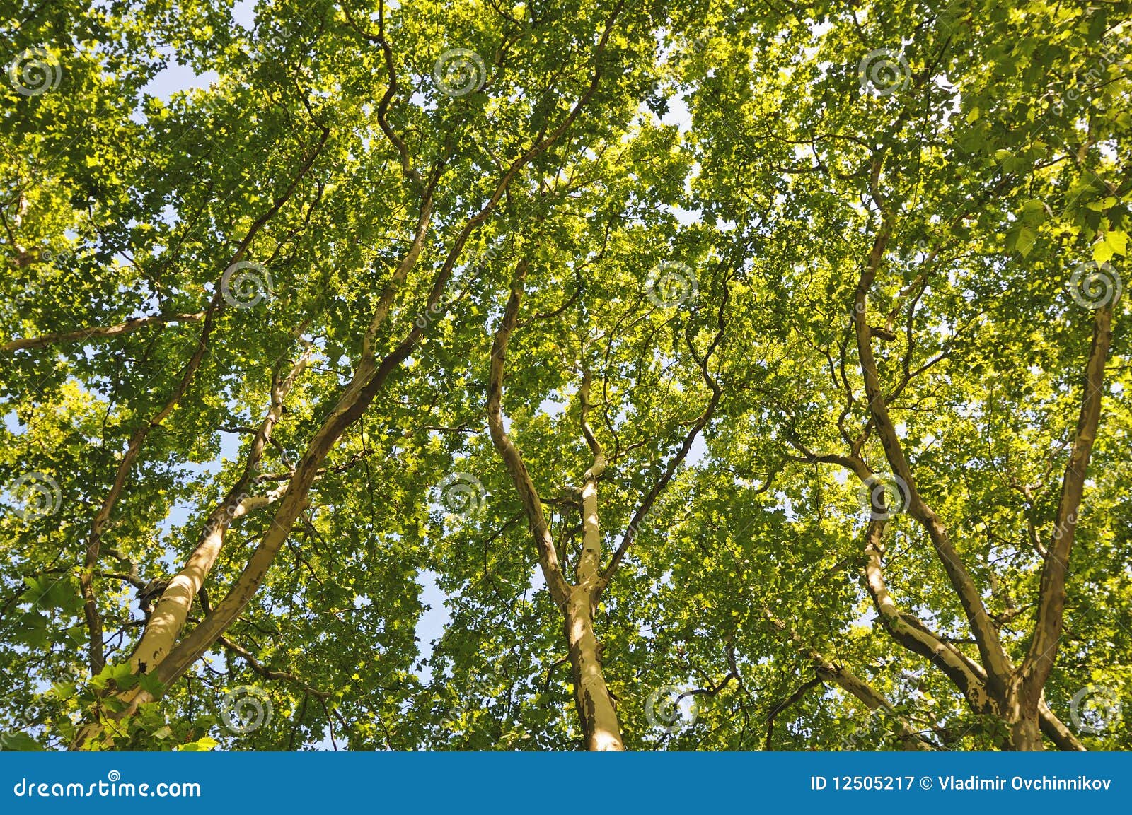 Looking Up through the Trees Stock Image - Image of color, foliage ...