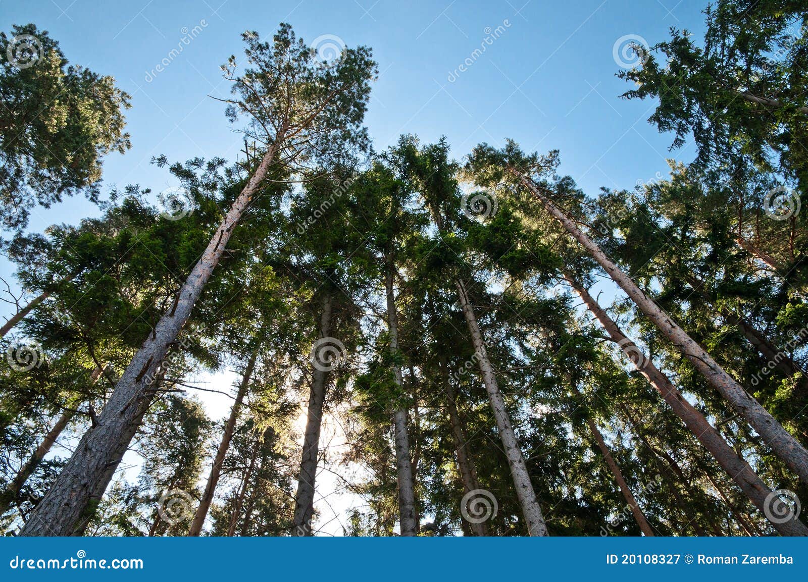 Looking up at Trees stock image. Image of nature, trees - 20108327