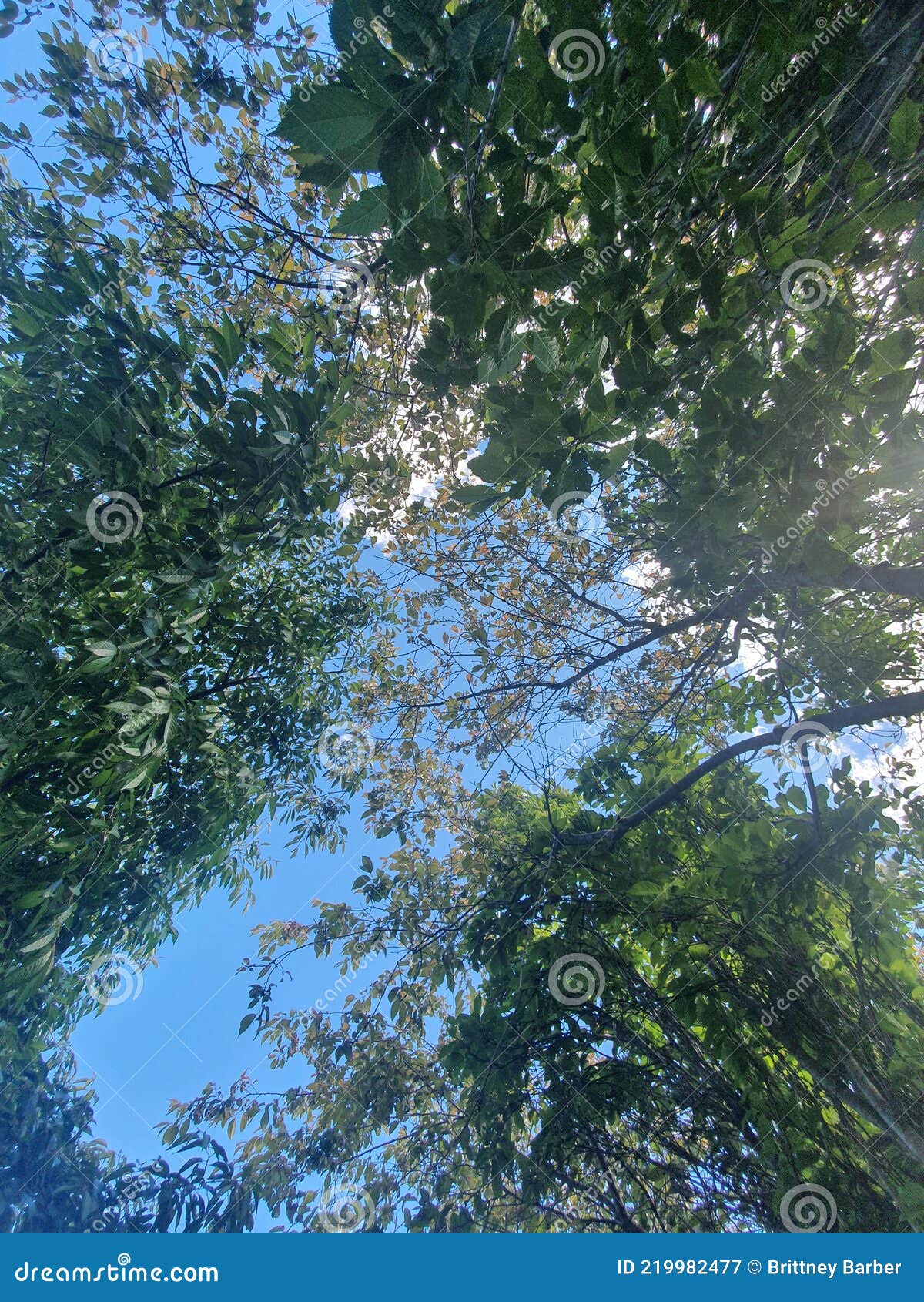 Looking up through trees stock image. Image of deciduous - 219982477