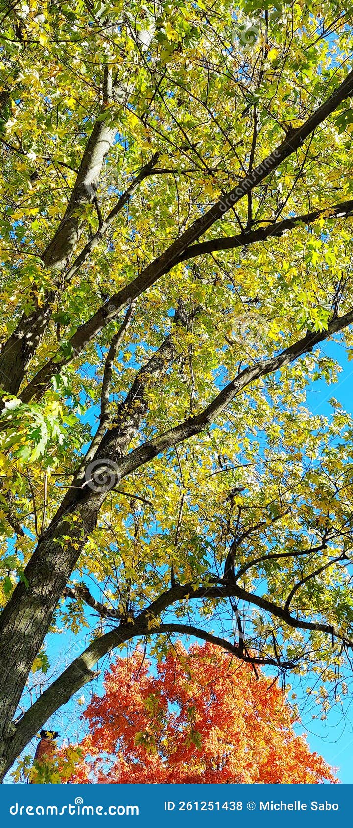 Looking Up at Trees stock photo. Image of grove, trunk - 261251438