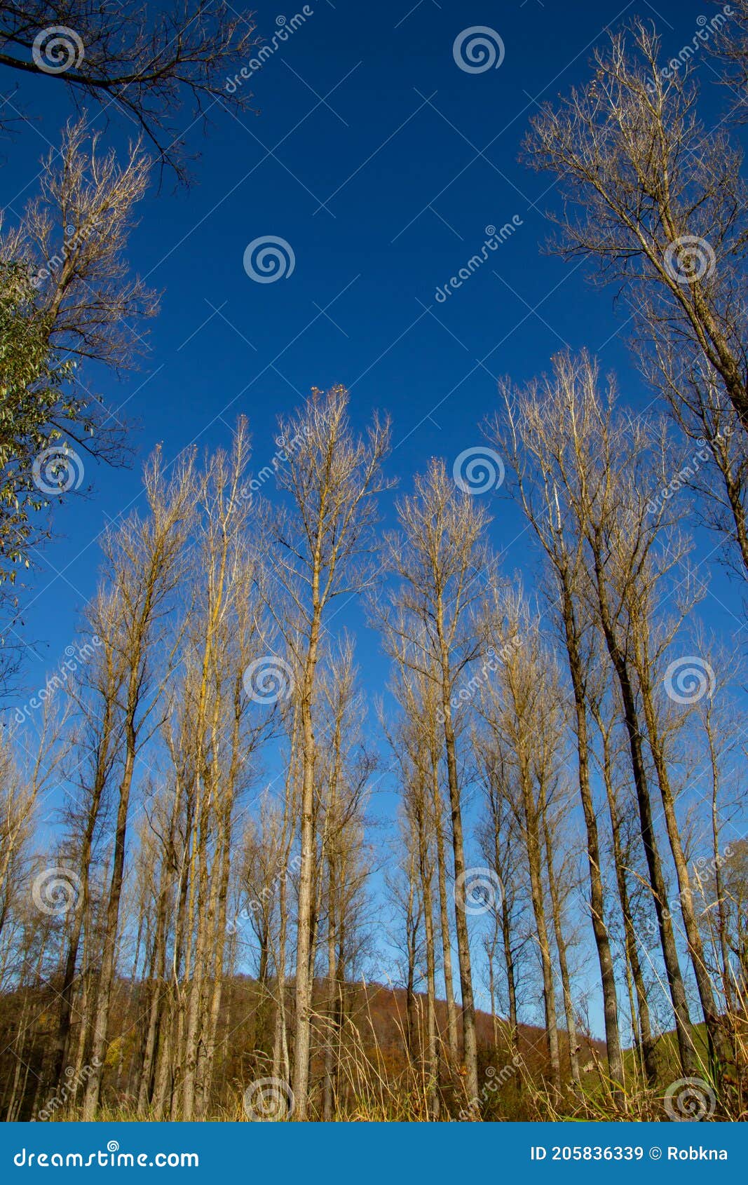 Looking Up at Trees in Autumn on a Windy Day. Low Angle View or Bottom ...
