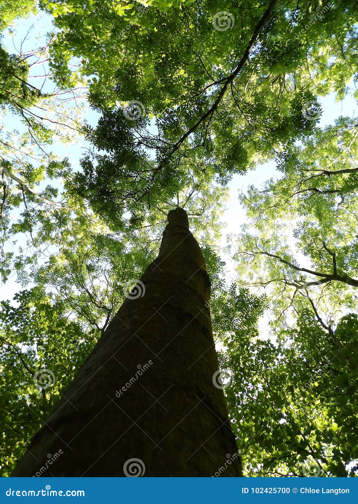 Trees below stock photo. Image of bright, canopy, tall - 102425700