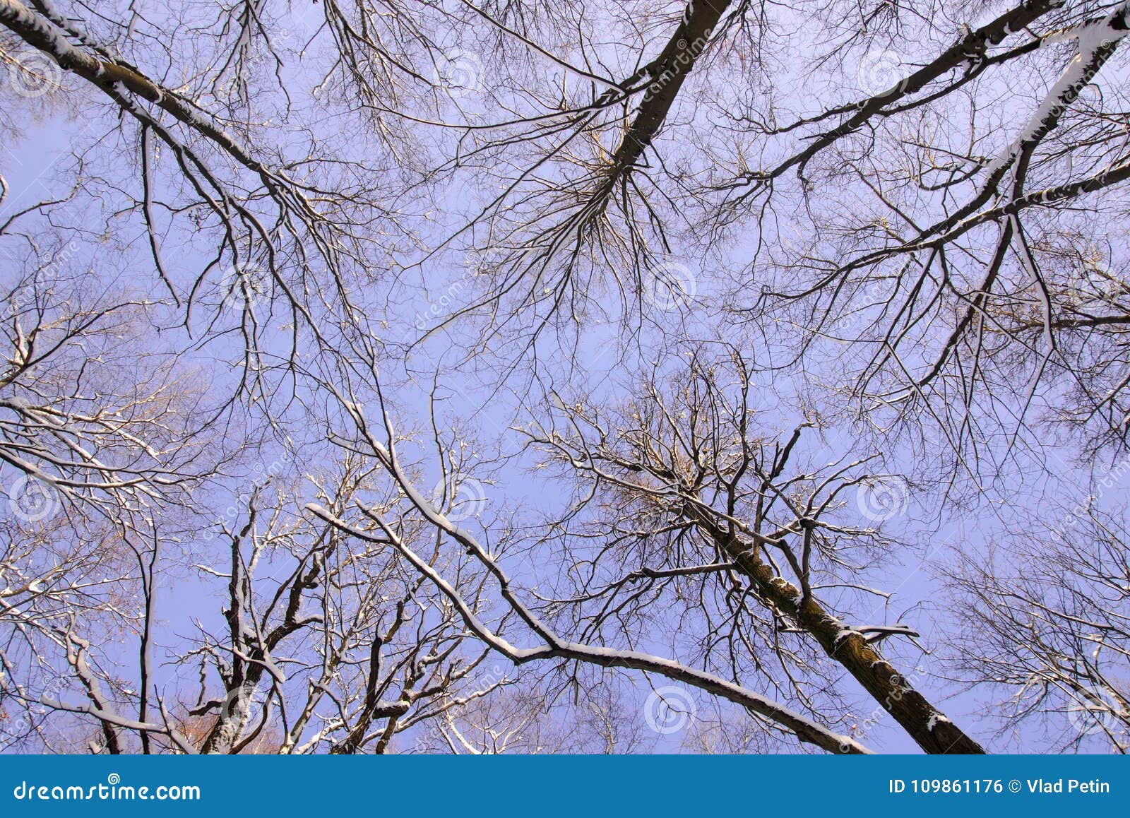 Looking Up at Trees Branches in Winter Stock Photo - Image of design ...