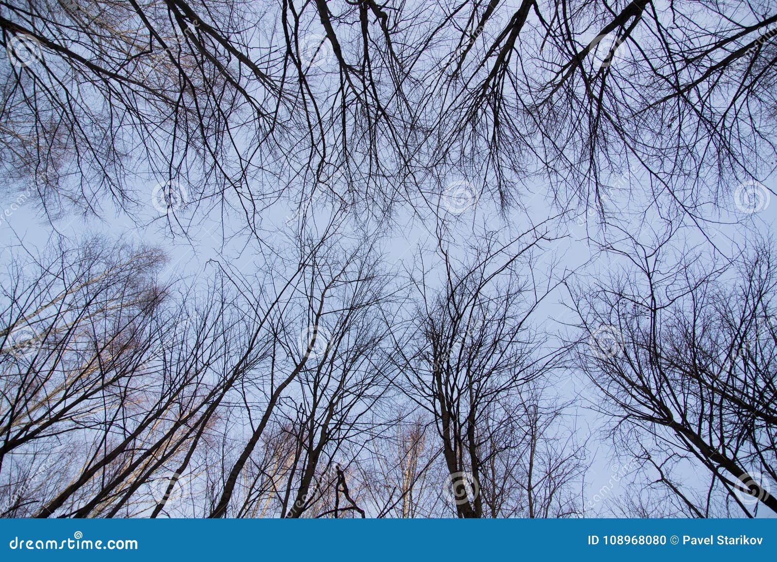 Looking Up at Trees in Winter Stock Photo - Image of north, forest ...