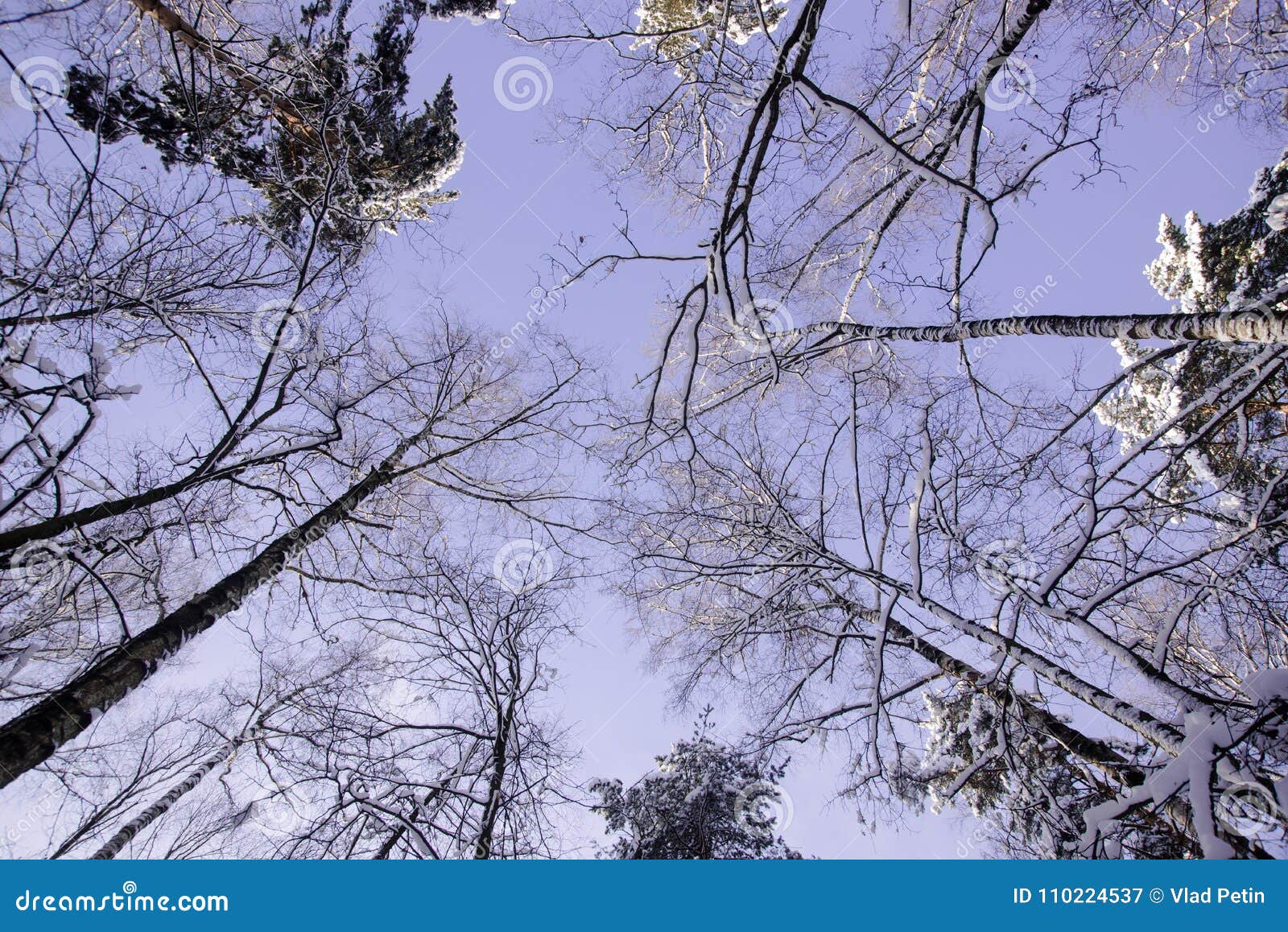 Looking Up at Trees Branches in Winter Stock Image - Image of life ...