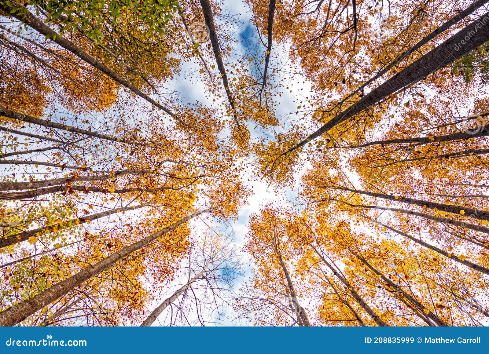 Looking Up through the Trees Stock Image - Image of trees, fresh: 208835999