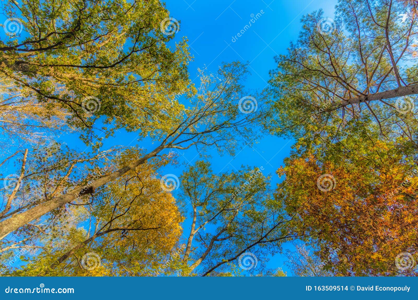 Looking Up into the Trees in the Fall with a Clear Blue Sky in the ...
