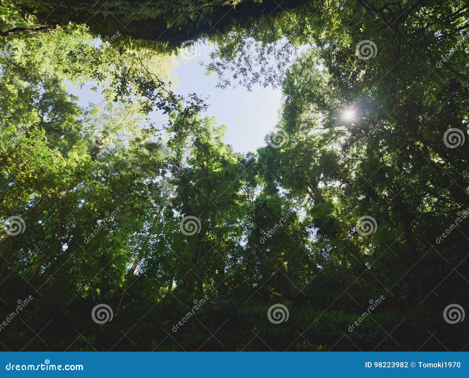 Looking up trees stock photo. Image of green, sunlight - 98223982