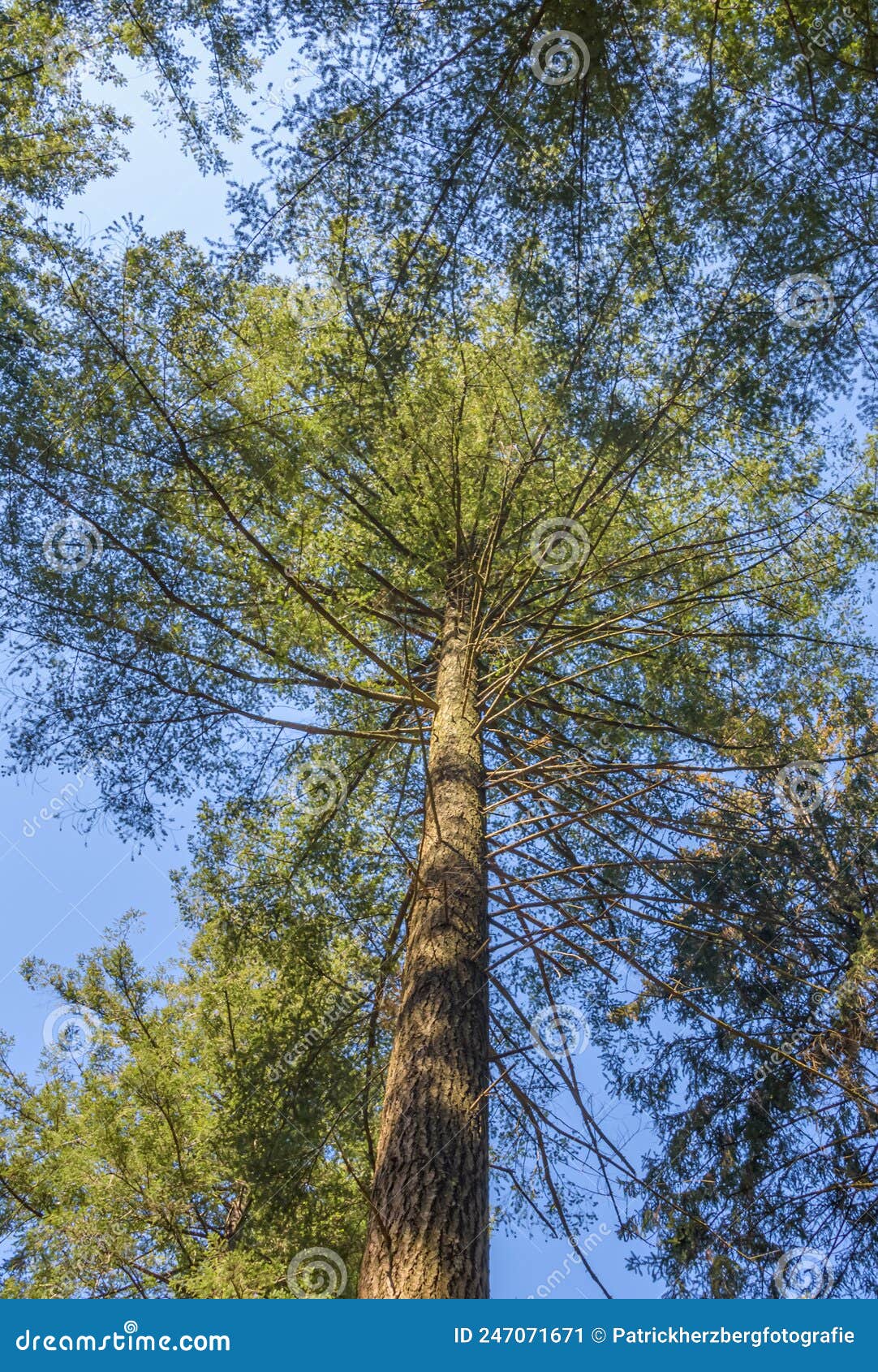 Looking up the trees stock image. Image of landscape - 247071671