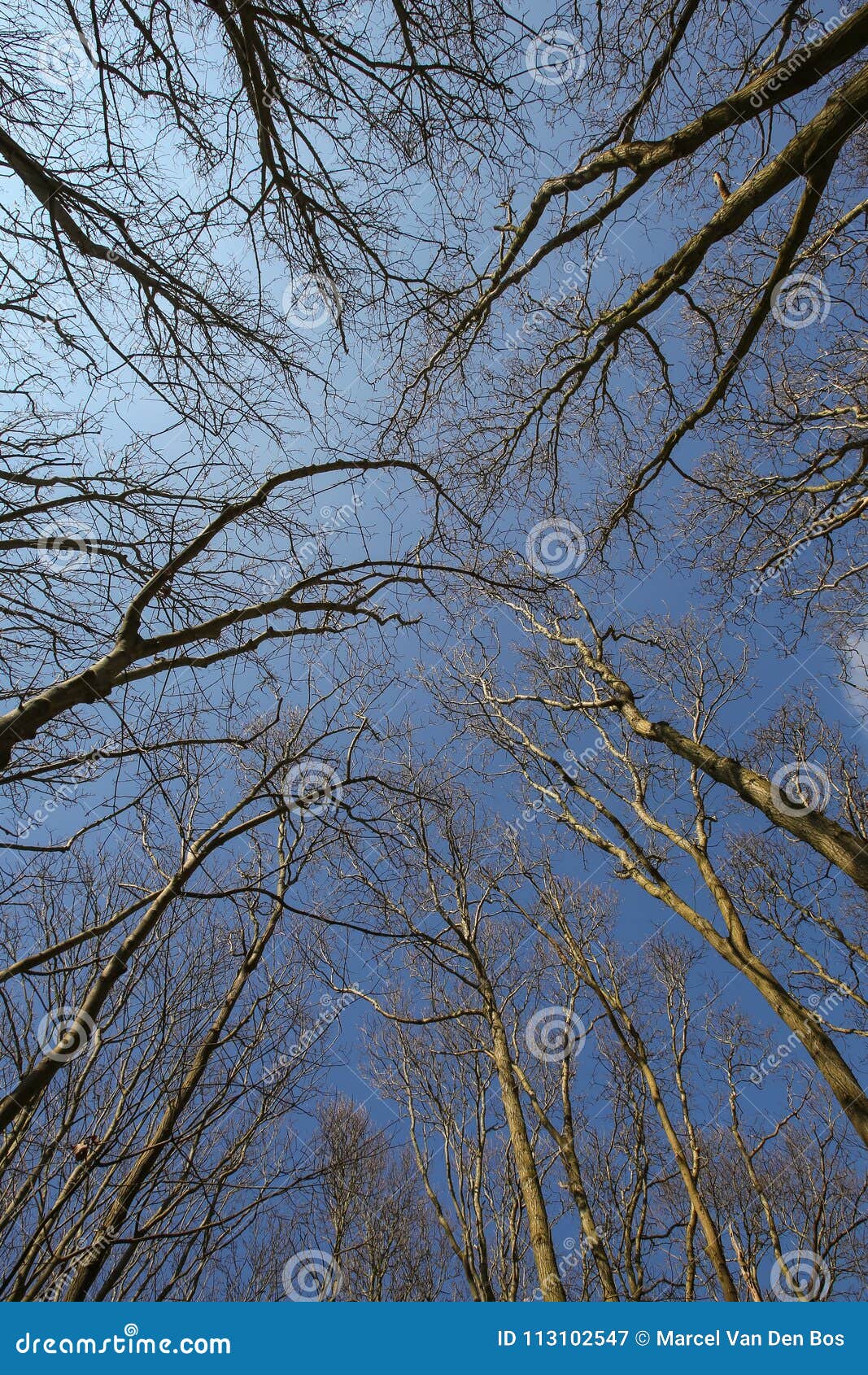 Looking Up at Trees in the Forest Stock Image - Image of natural, grove ...
