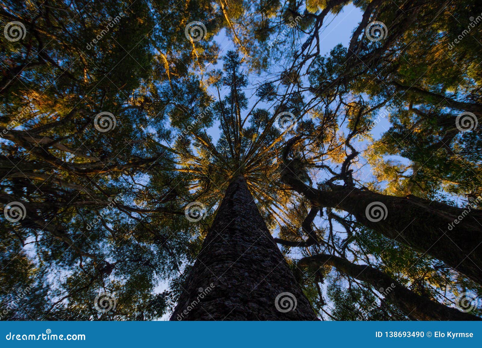 Looking Up at Trees in a Forest Stock Photo - Image of green, america ...