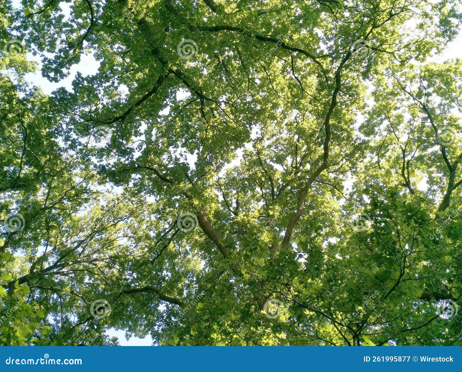 Looking Up into the Trees in the Forrest Stock Image - Image of forrest ...