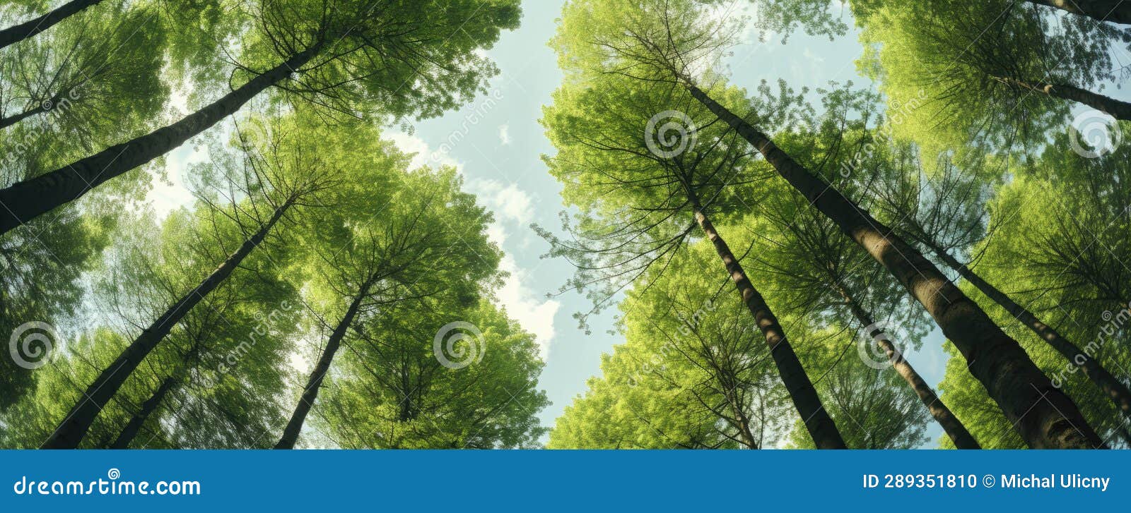 Looking Up at the Trees in Green Forest Stock Illustration ...