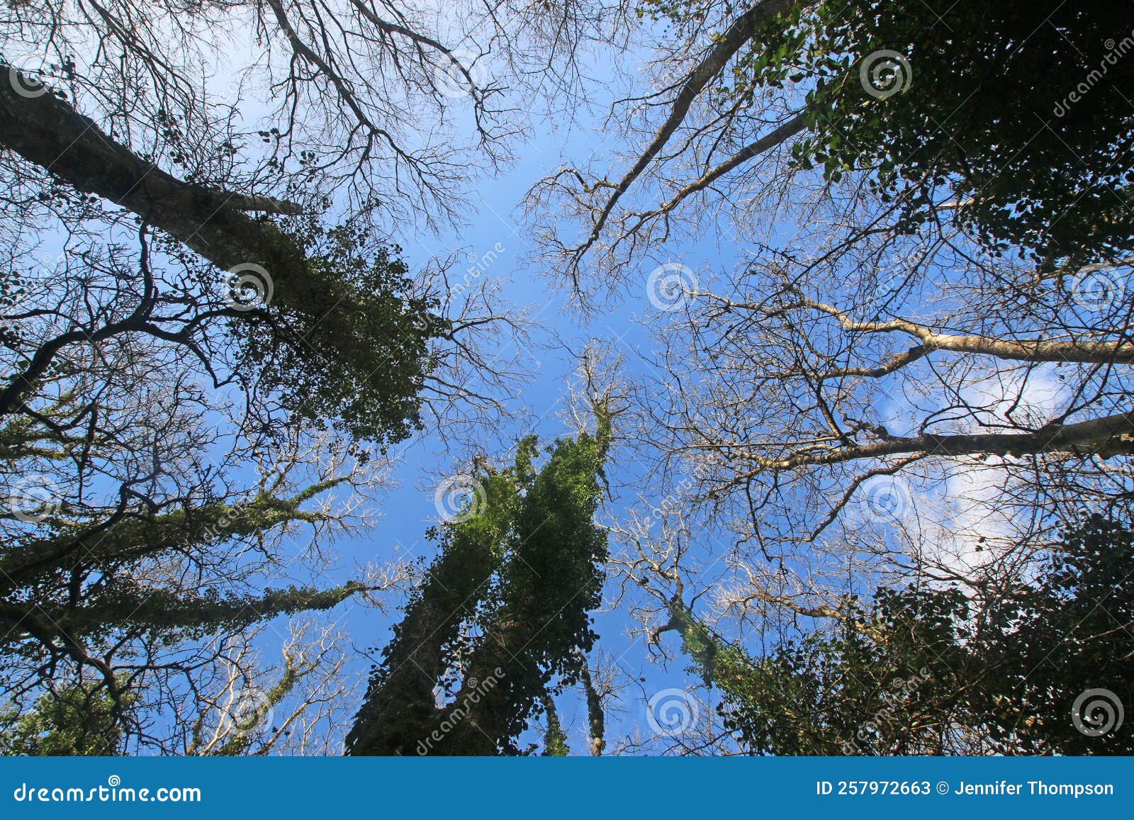 Looking Up at Trees in Winter Stock Image - Image of nature, plant ...