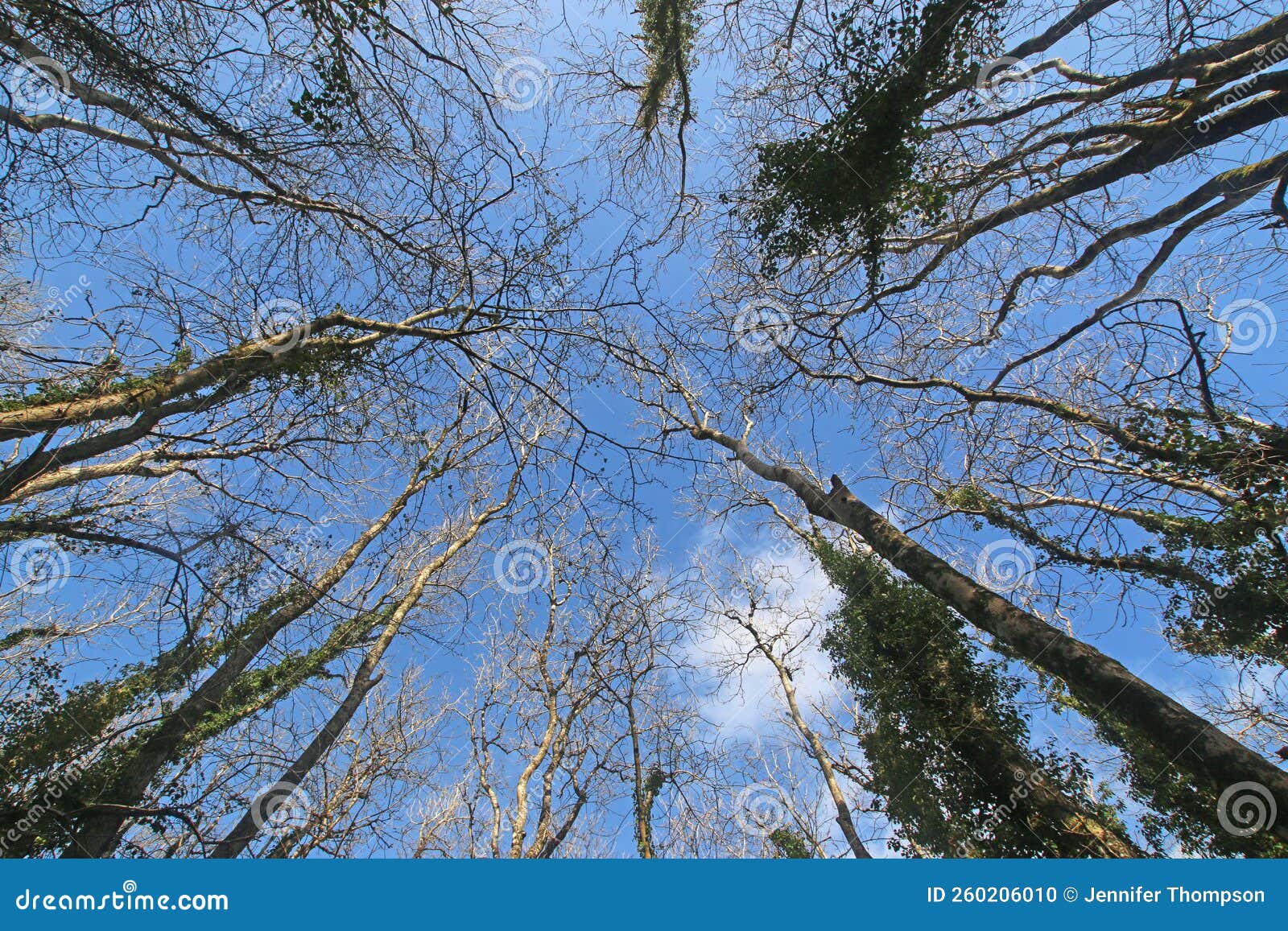 Looking Up at Trees in Winter Stock Photo - Image of look, wood: 260206010