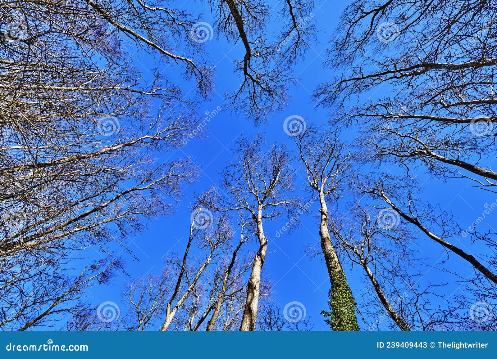 Looking Up through Trees without Leaves To a Blue Sky Above Stock Image ...