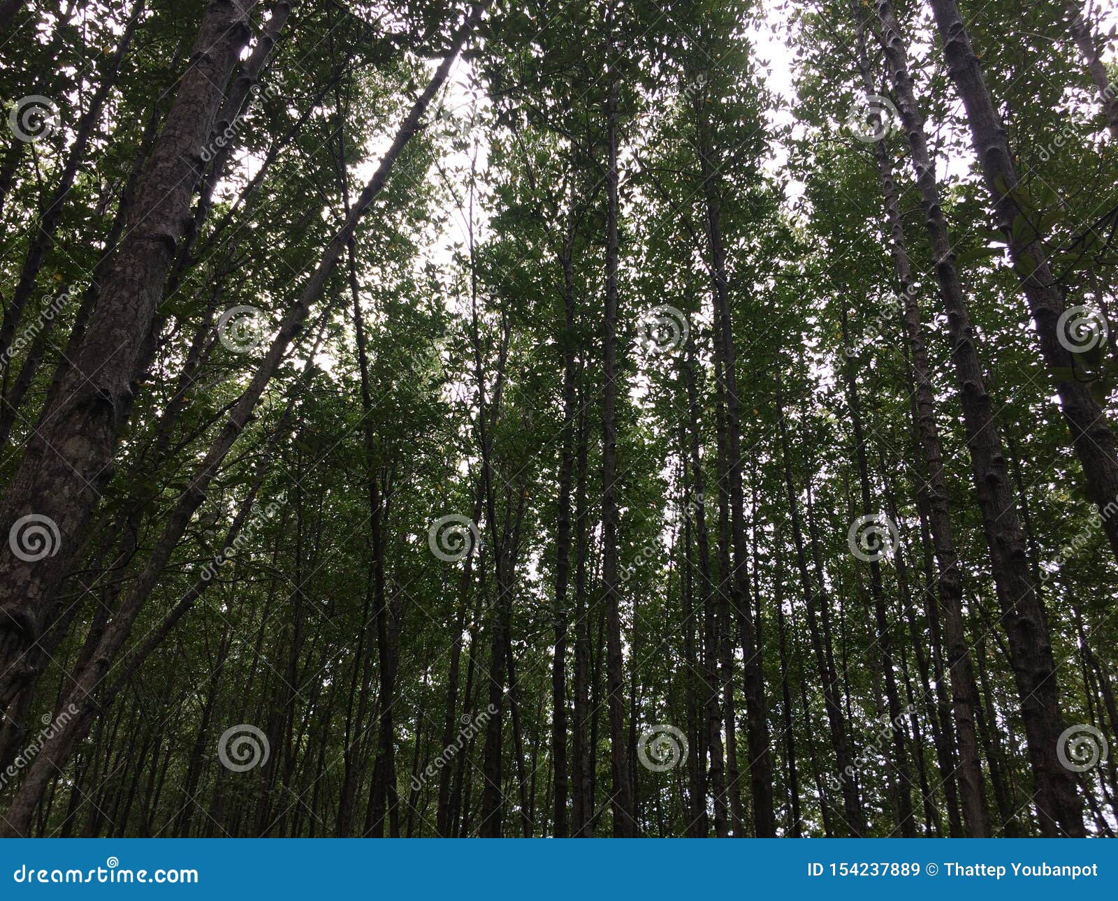 Looking Up at Trees in Nature Forest Stock Image - Image of plant, path ...
