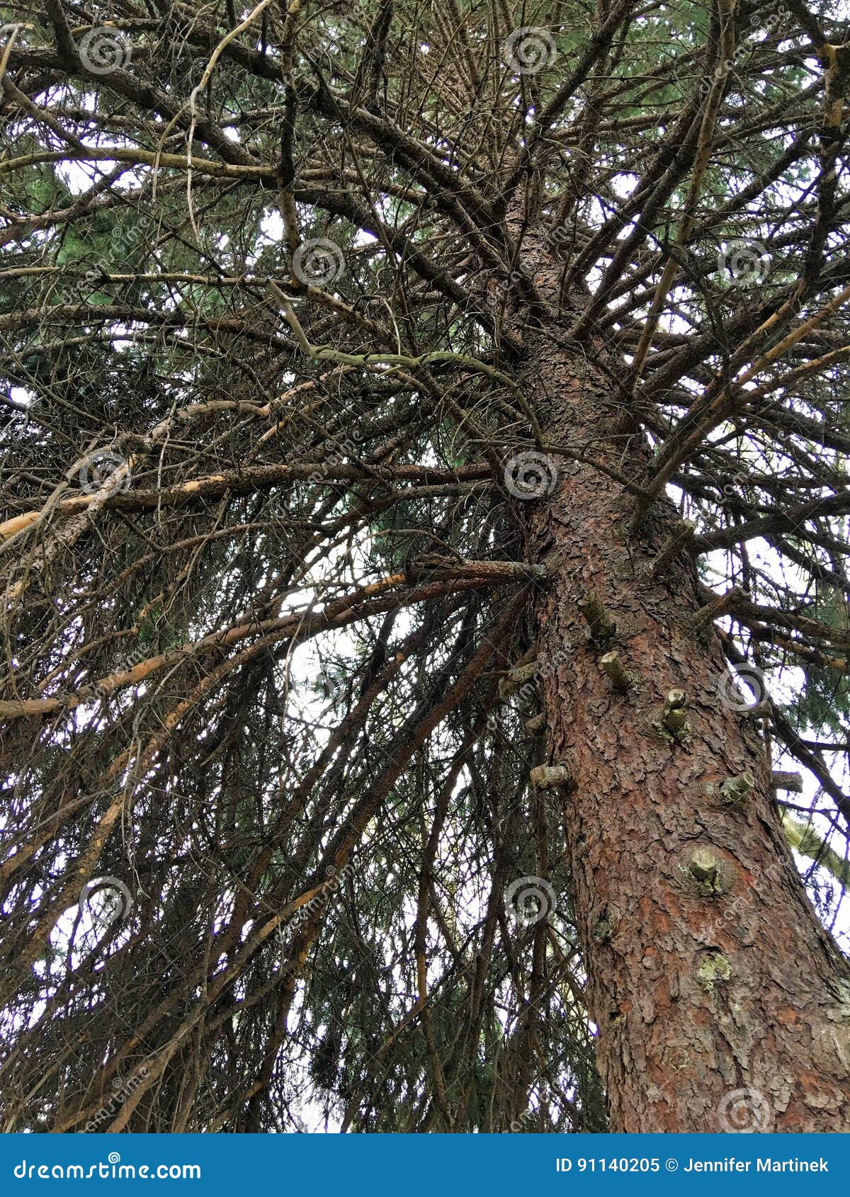 Looking up into the trees stock image. Image of wood - 91140205