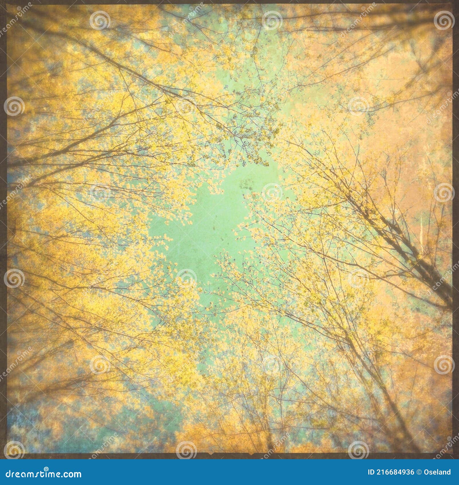 Fall Tree Tops and Sky. Square Background. Stock Photo - Image of ...