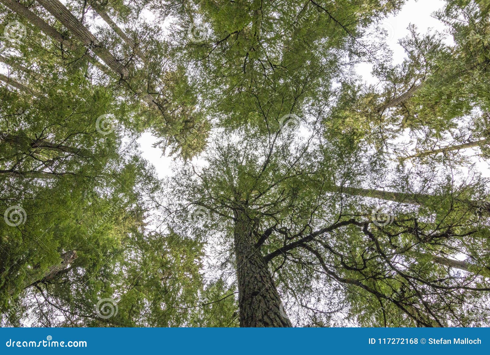 Looking Up at Trees and Sky Stock Photo - Image of bright, landscape ...