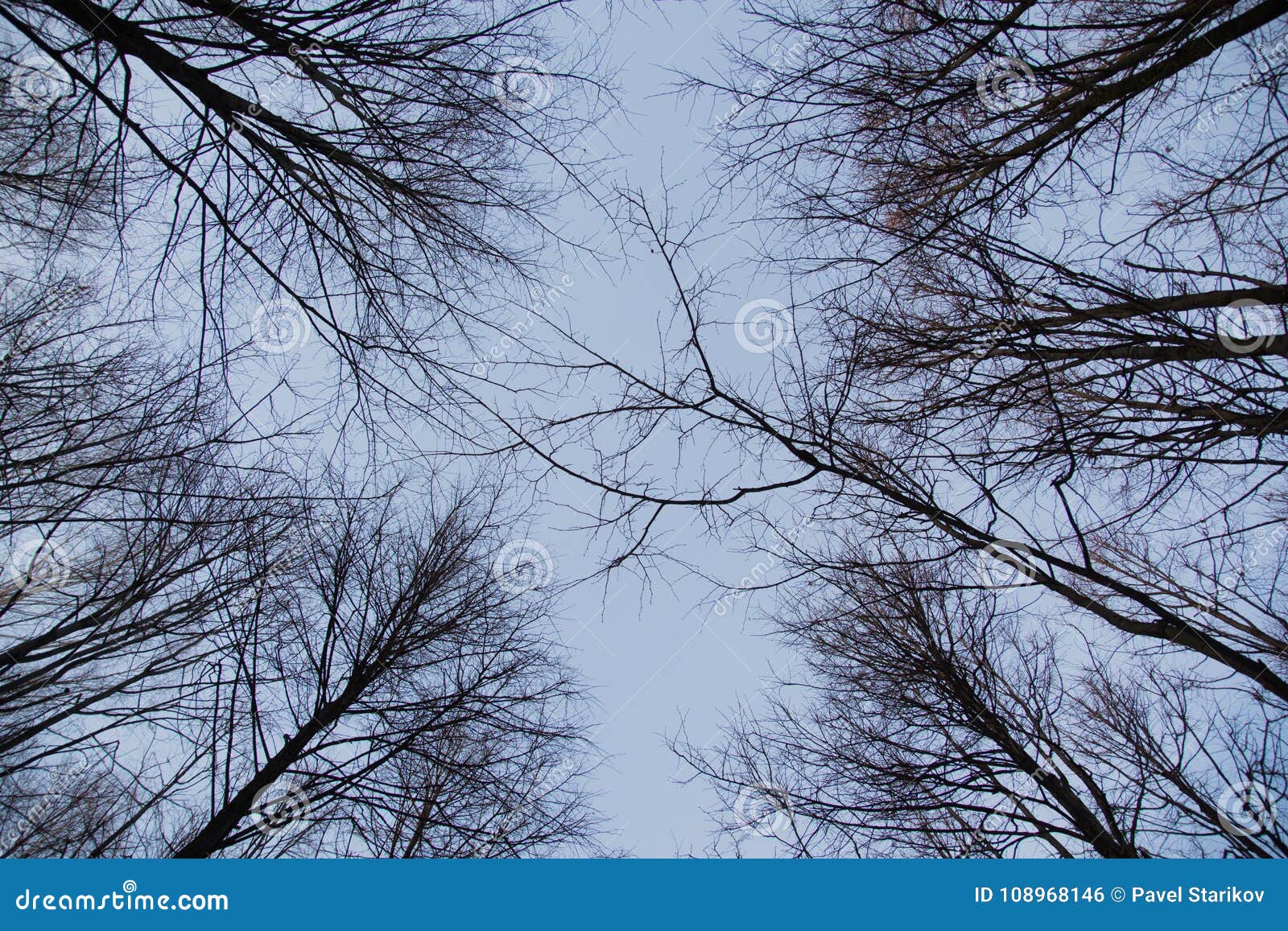 Looking Up at Trees in Winter Stock Photo - Image of height, scenery ...