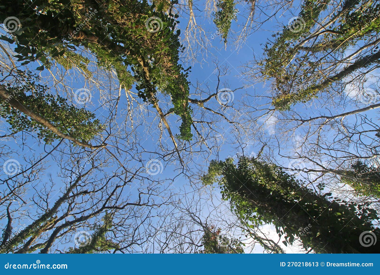Looking Up at Trees in Winter Stock Image - Image of woods, winter ...