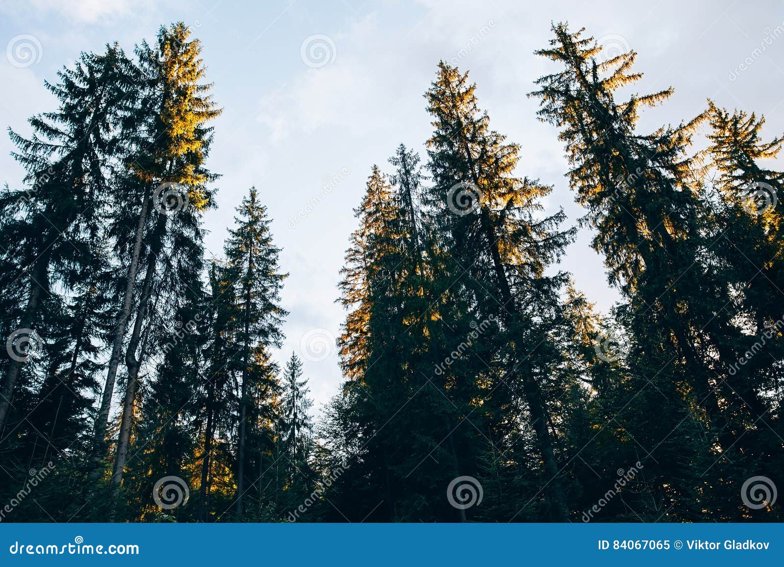 Looking Up into the Treetops of a Pine Forest Stock Image - Image of ...
