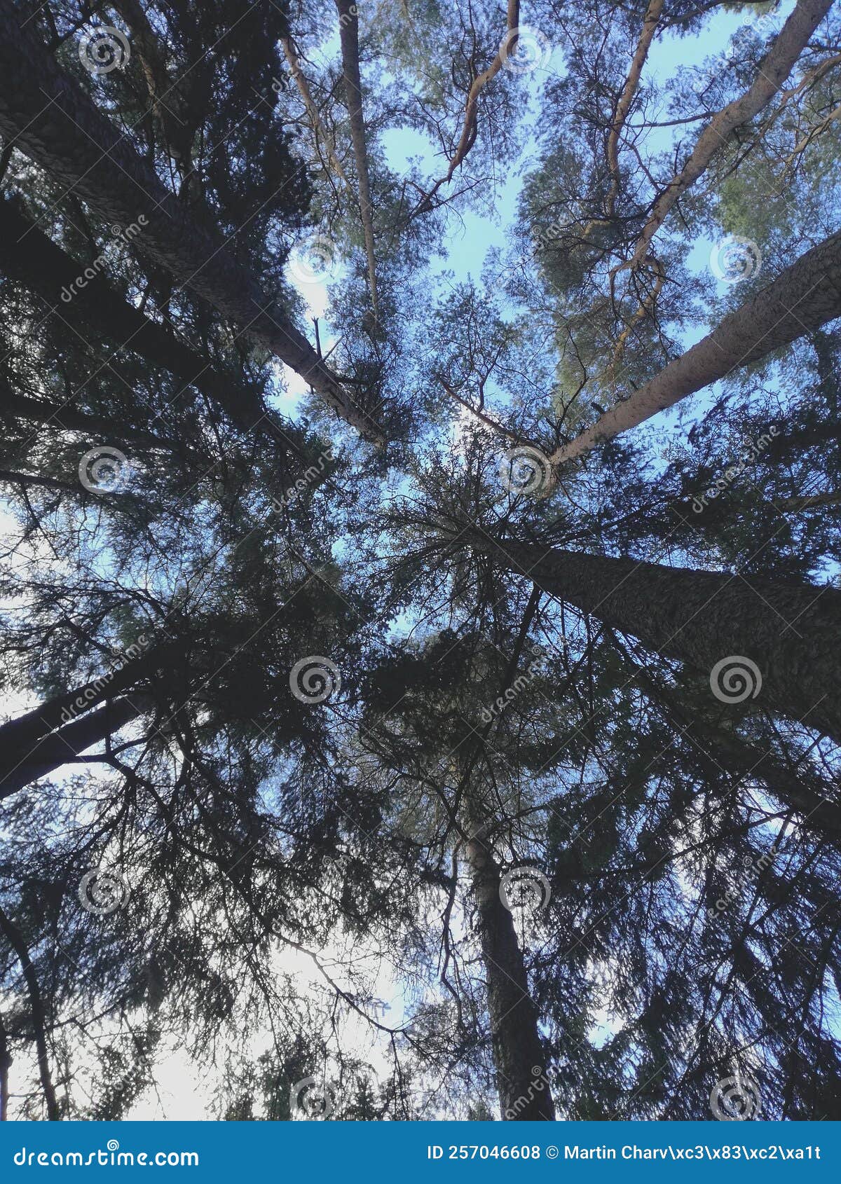 Looking Up into the Treetops of the Trees Stock Photo - Image of ...