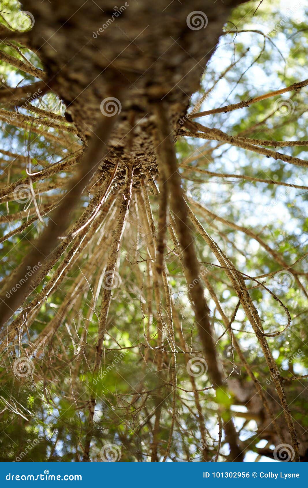 Looking Up the Trunk of a Conifer into the Canopy Stock Photo - Image ...