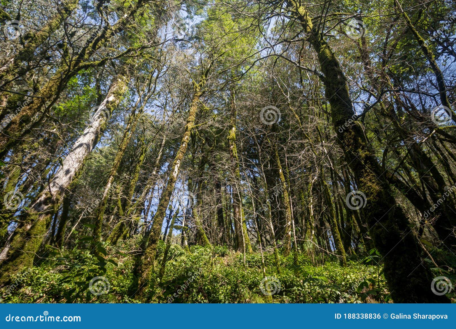 Looking Up the Trunk of a Giant Rainforest Tree Stock Photo - Image of ...
