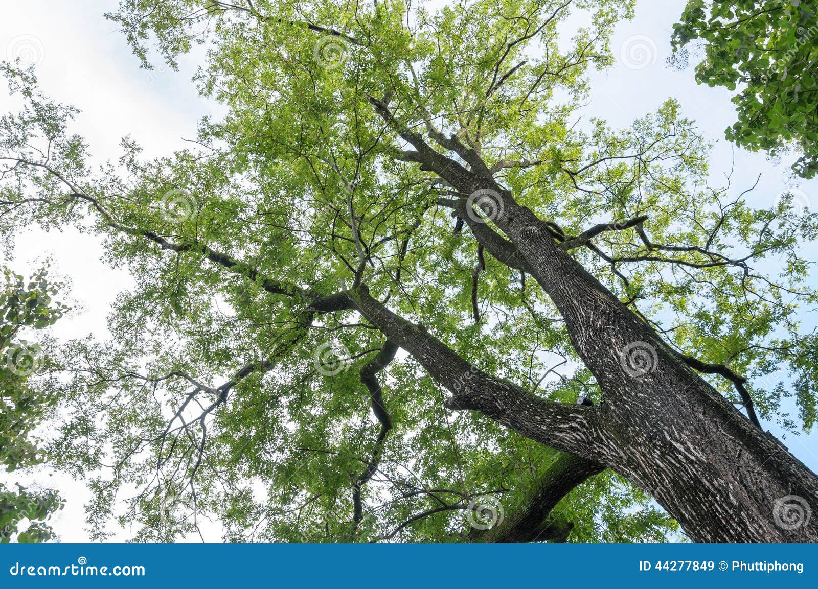Looking Up the Trunk of a Giant Rainforest Tree. Stock Image - Image of ...