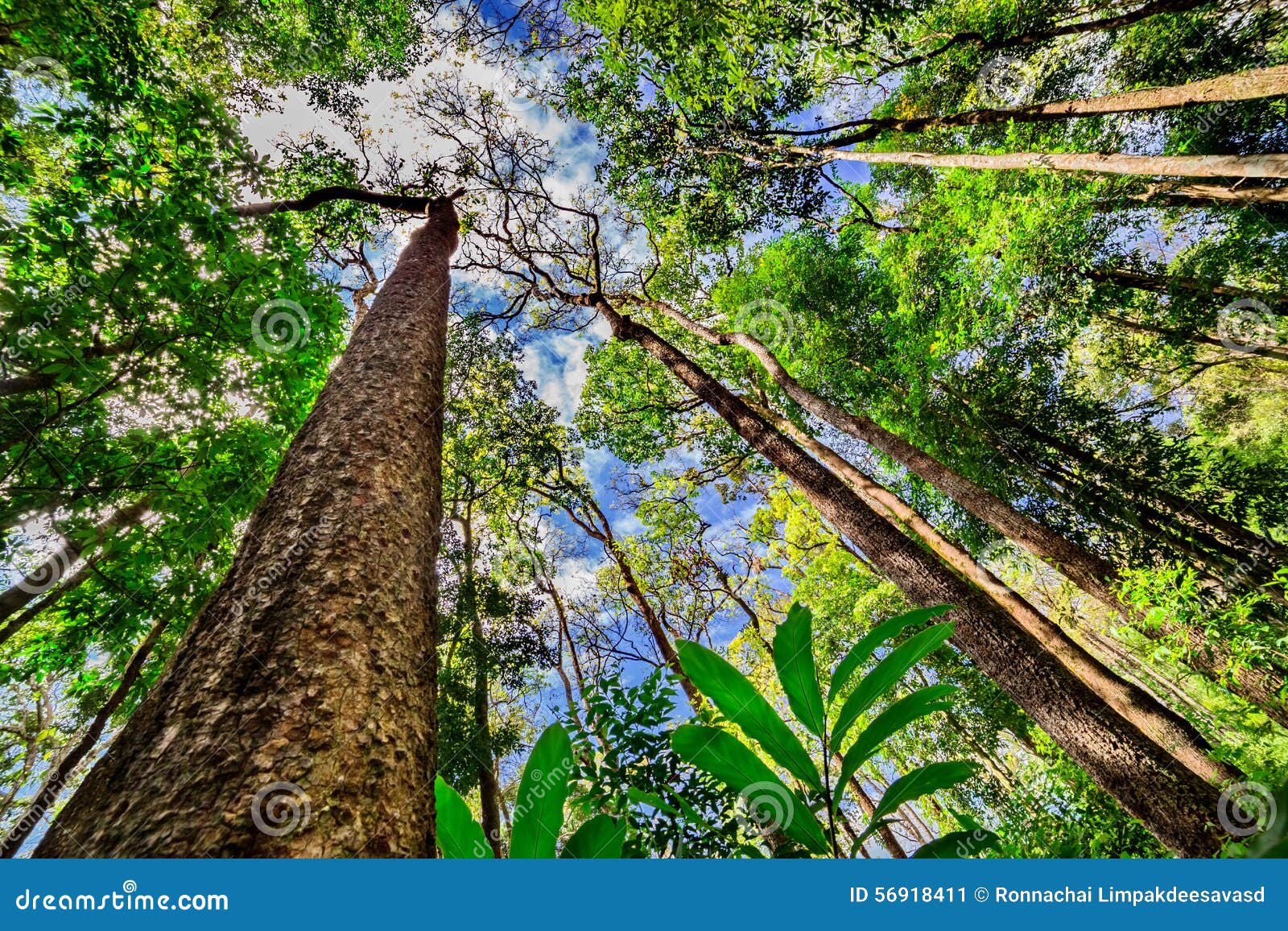 Looking Up the Trunk of a Giant Rainforest Stock Image - Image of tree ...