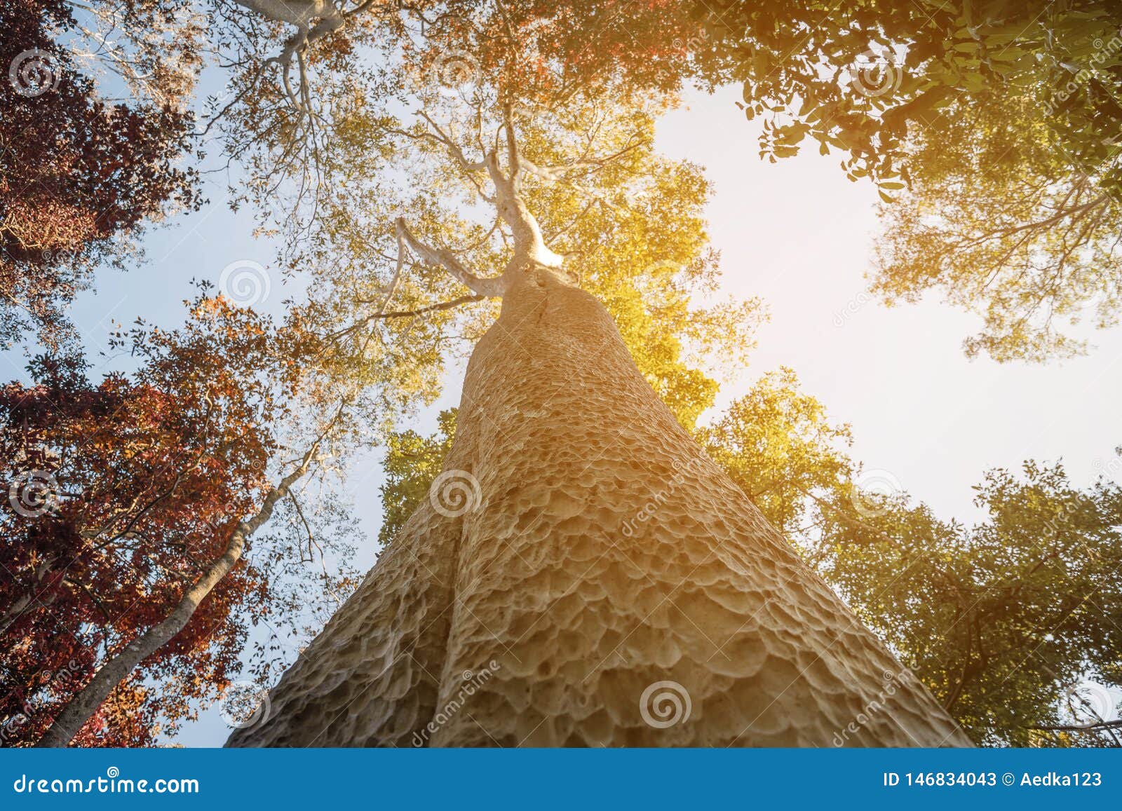 Looking Up the Trunk of a Giant Rainforest Tree To the Canopy Stock ...