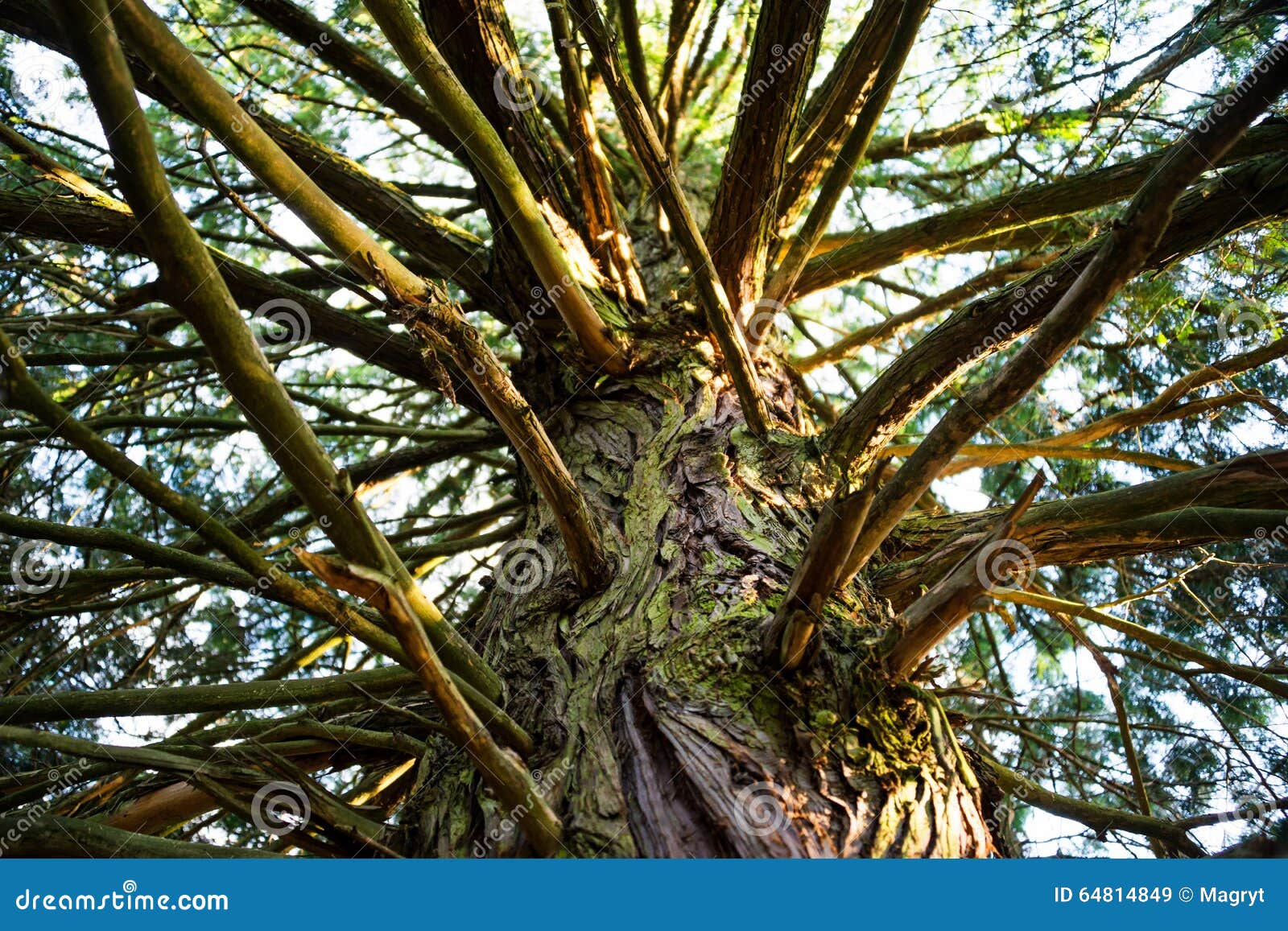 Looking Up - Trunk of an Old Tall Tree. Stock Image - Image of spring ...